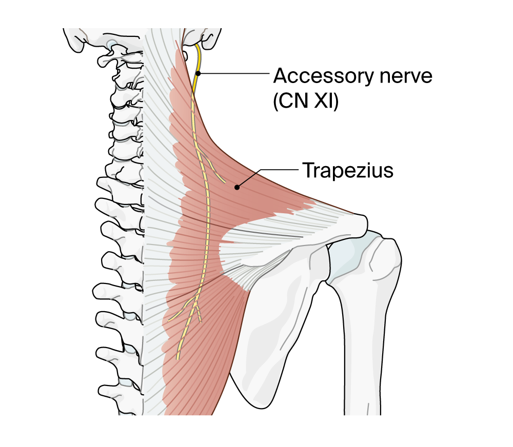 Shoulder syndrome | Surgical Illustrations | Tamara Aepli
